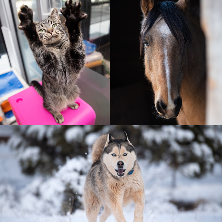 Vote for the "Best Friends" magazine cover model